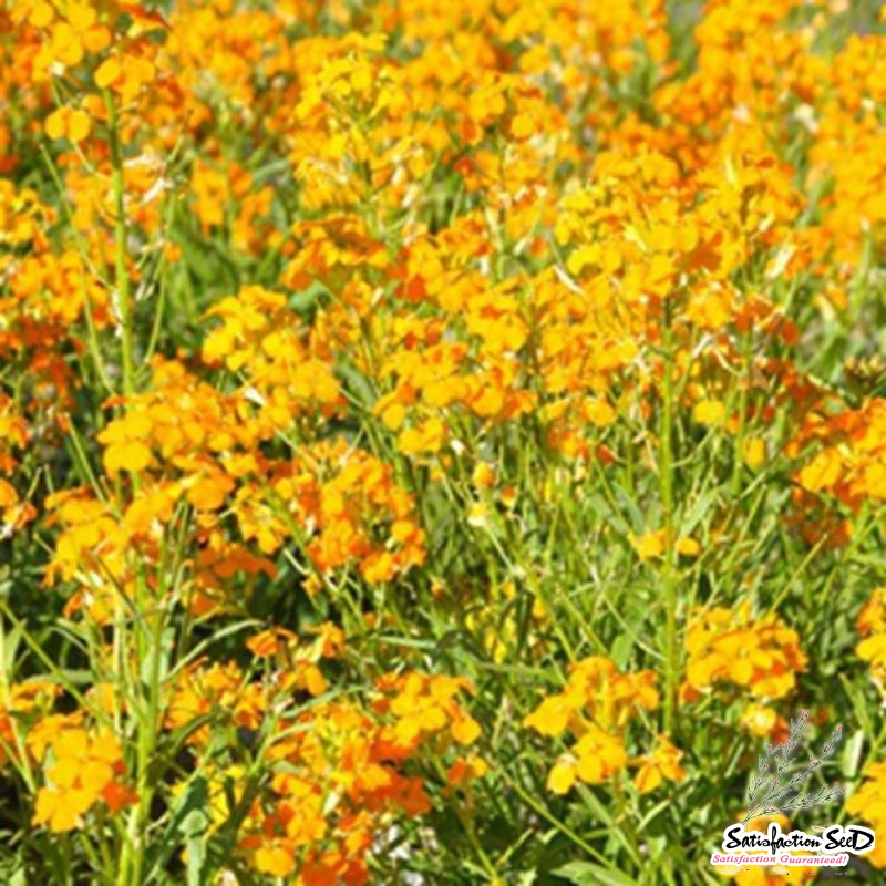 Siberian Wallflower Seedling